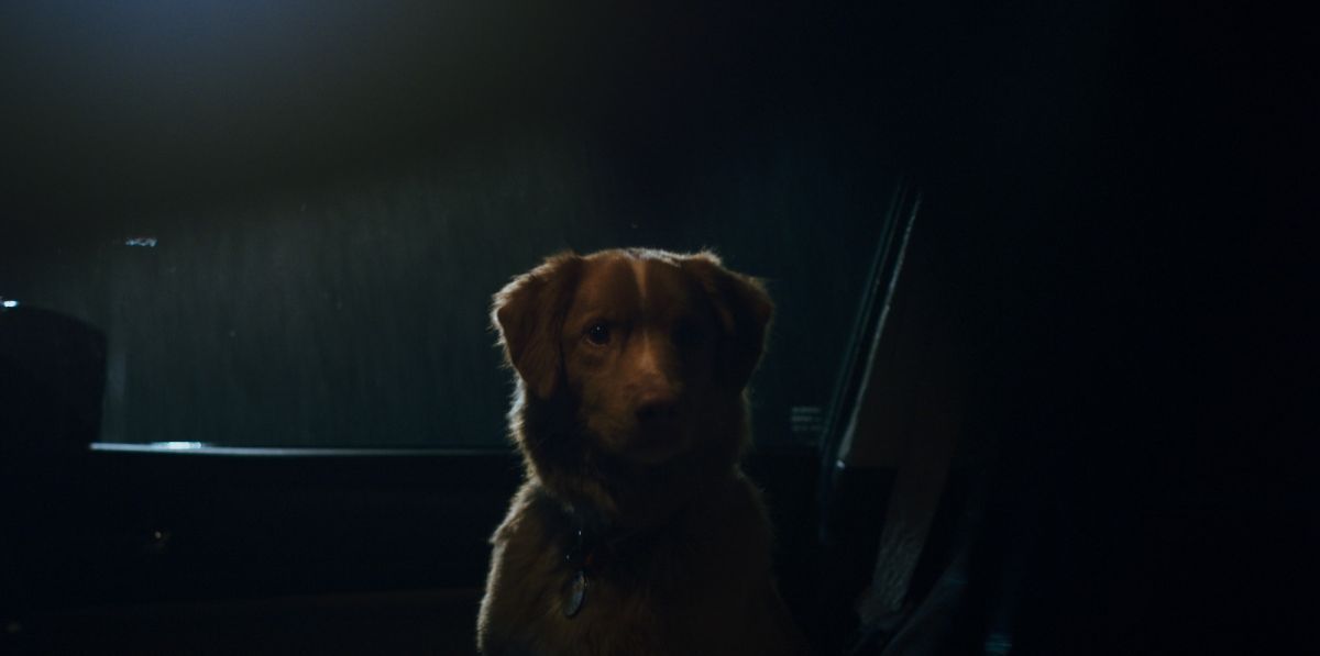 Crítica de “Good Boy”: Terror perruno que encuentra una nueva mirada ...